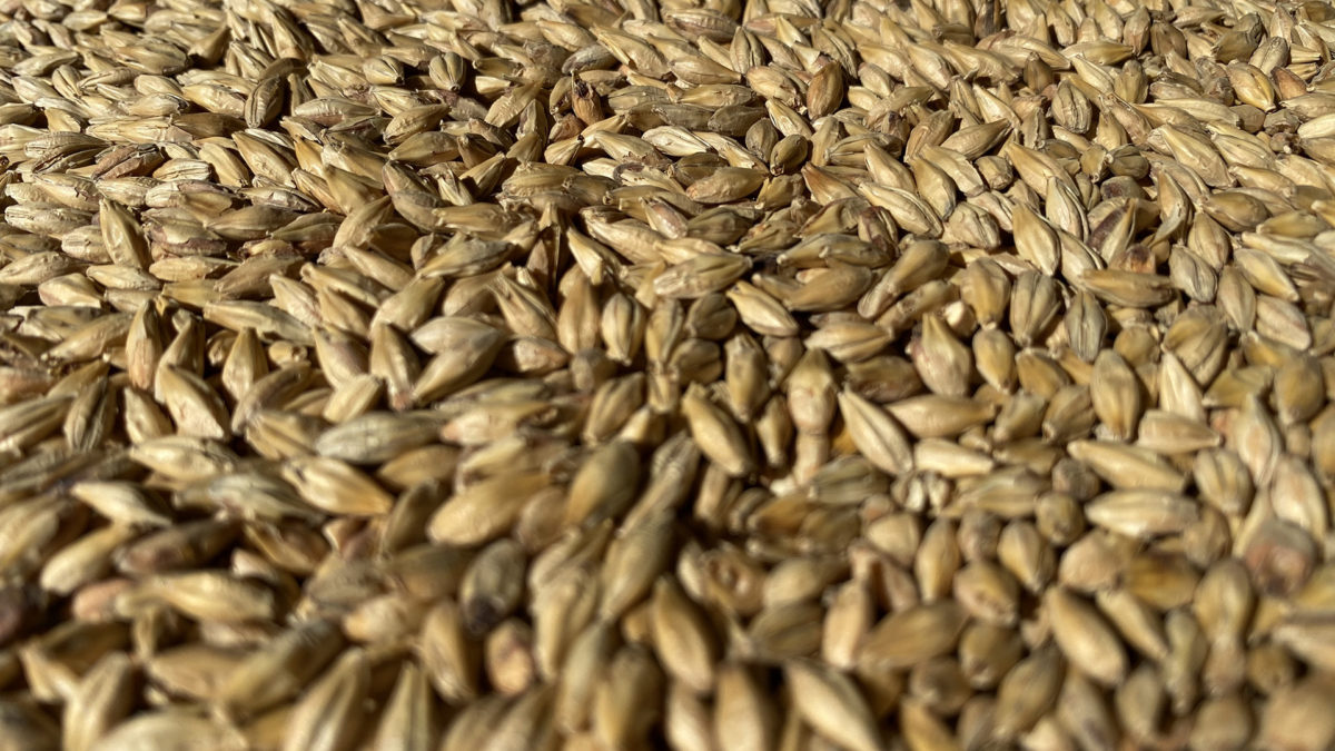 5 Reasons Why Choosing A Locally Malted Grain Is Good For Your Beer And 5 Reasons Why Choosing A Locally Malted Grain Is Good For Your Beer And