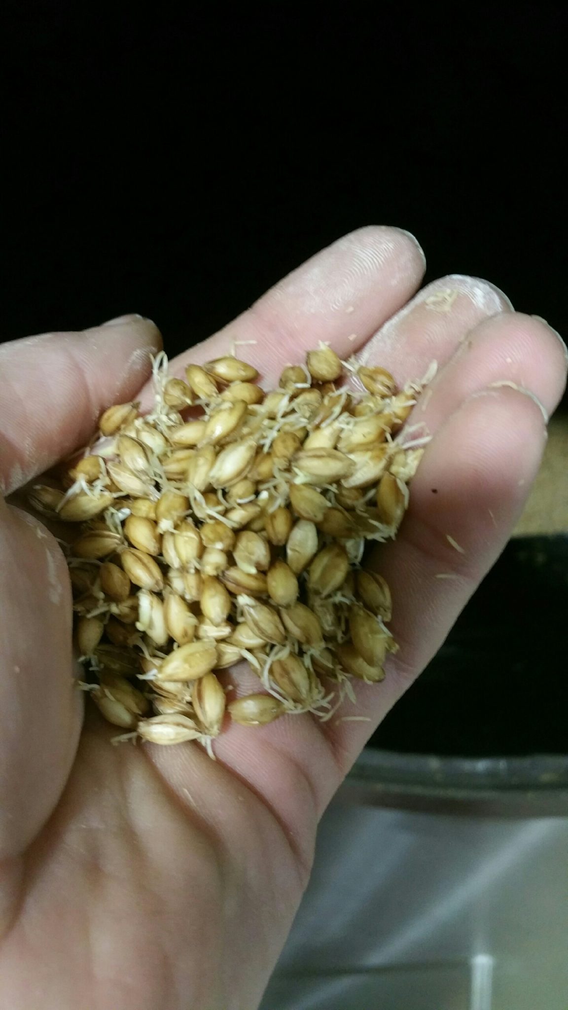 The Barley Behind The Malt - Stone Path Malt